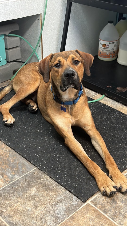 Adoptables | herotails.org