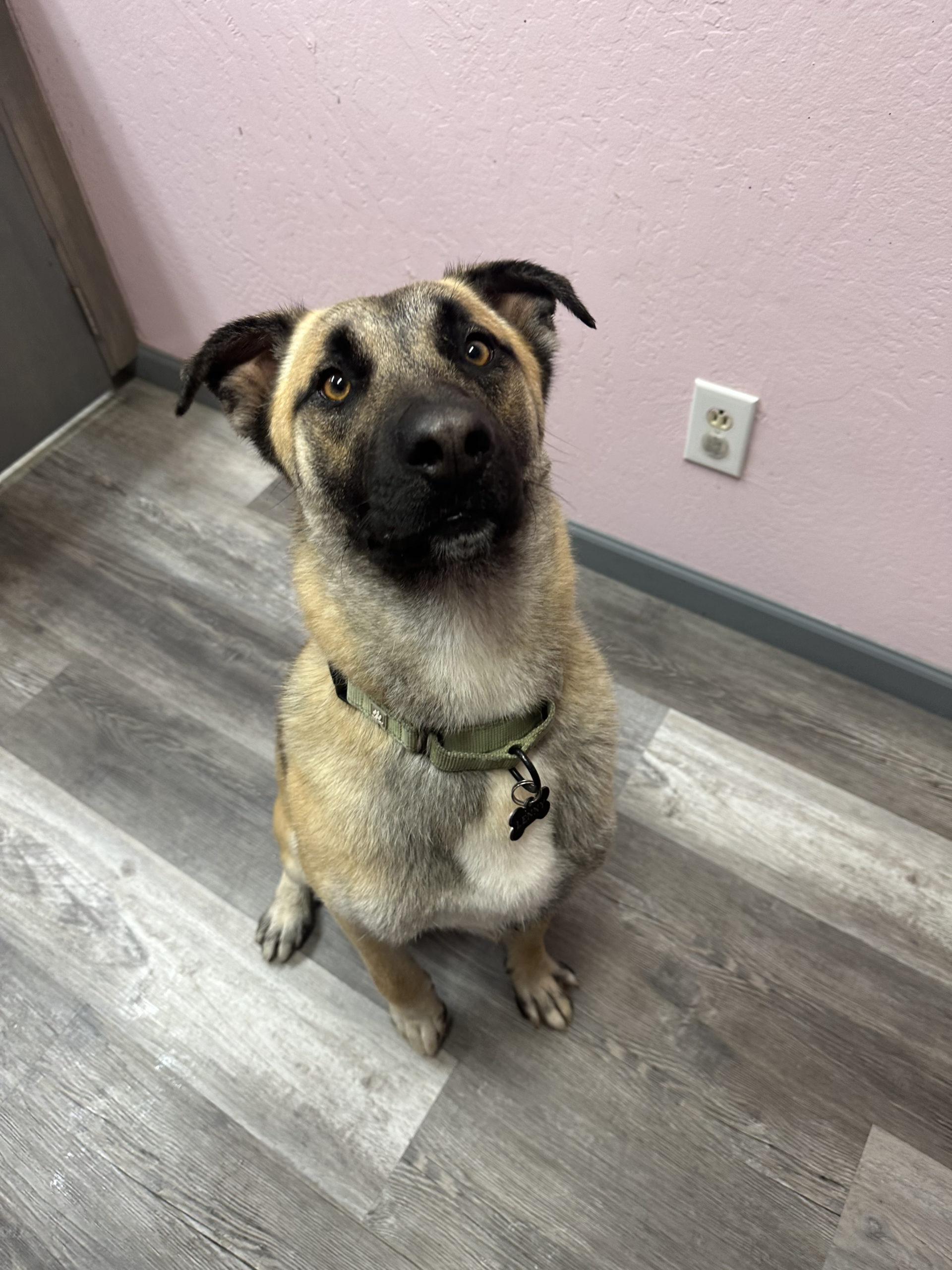 Adoptables | herotails.org