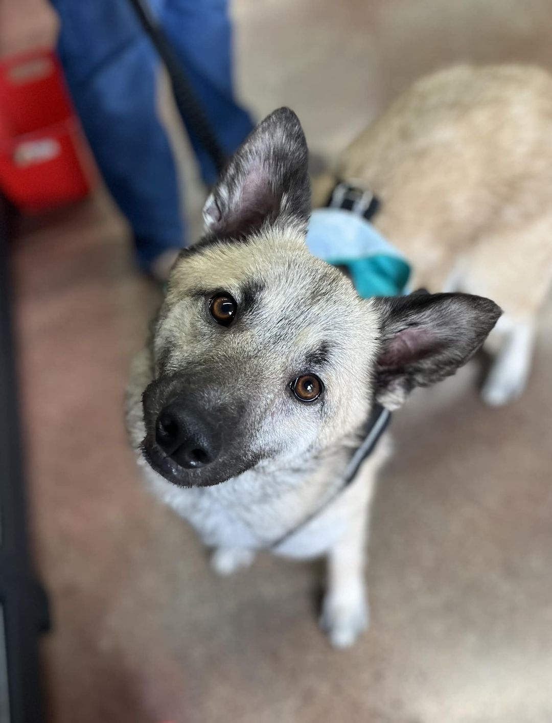 Adoptables | herotails.org